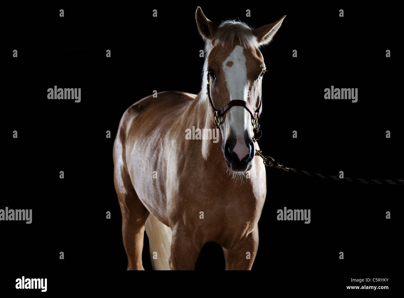 Testa di cavallo su sfondo nero immagini e fotografie stock ad alta ...