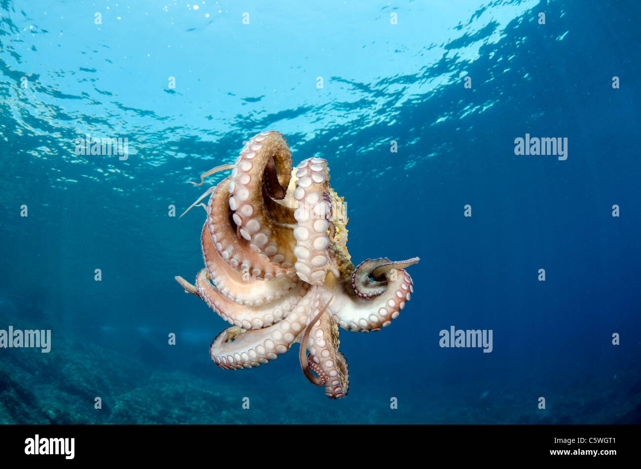Octopus vulgaris immagini e fotografie stock ad alta risoluzione - Alamy