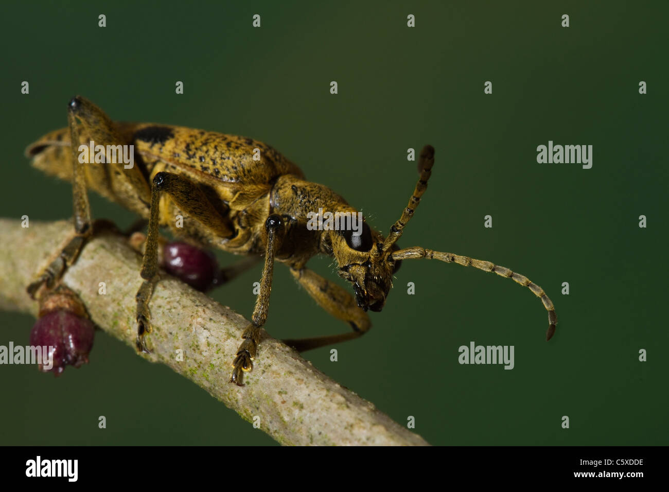 Coleottero dalle lunghe corna immagini e fotografie stock ad alta ...