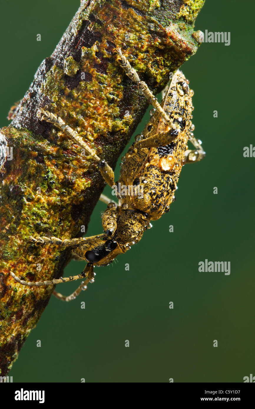 Coleottero dalle lunghe corna immagini e fotografie stock ad alta ...