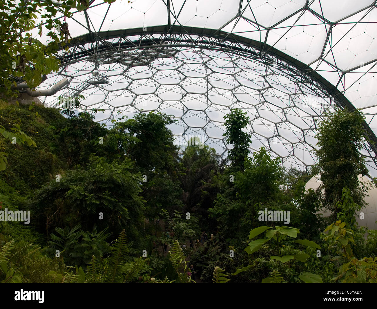 Bioma della foresta pluviale immagini e fotografie stock ad alta ...