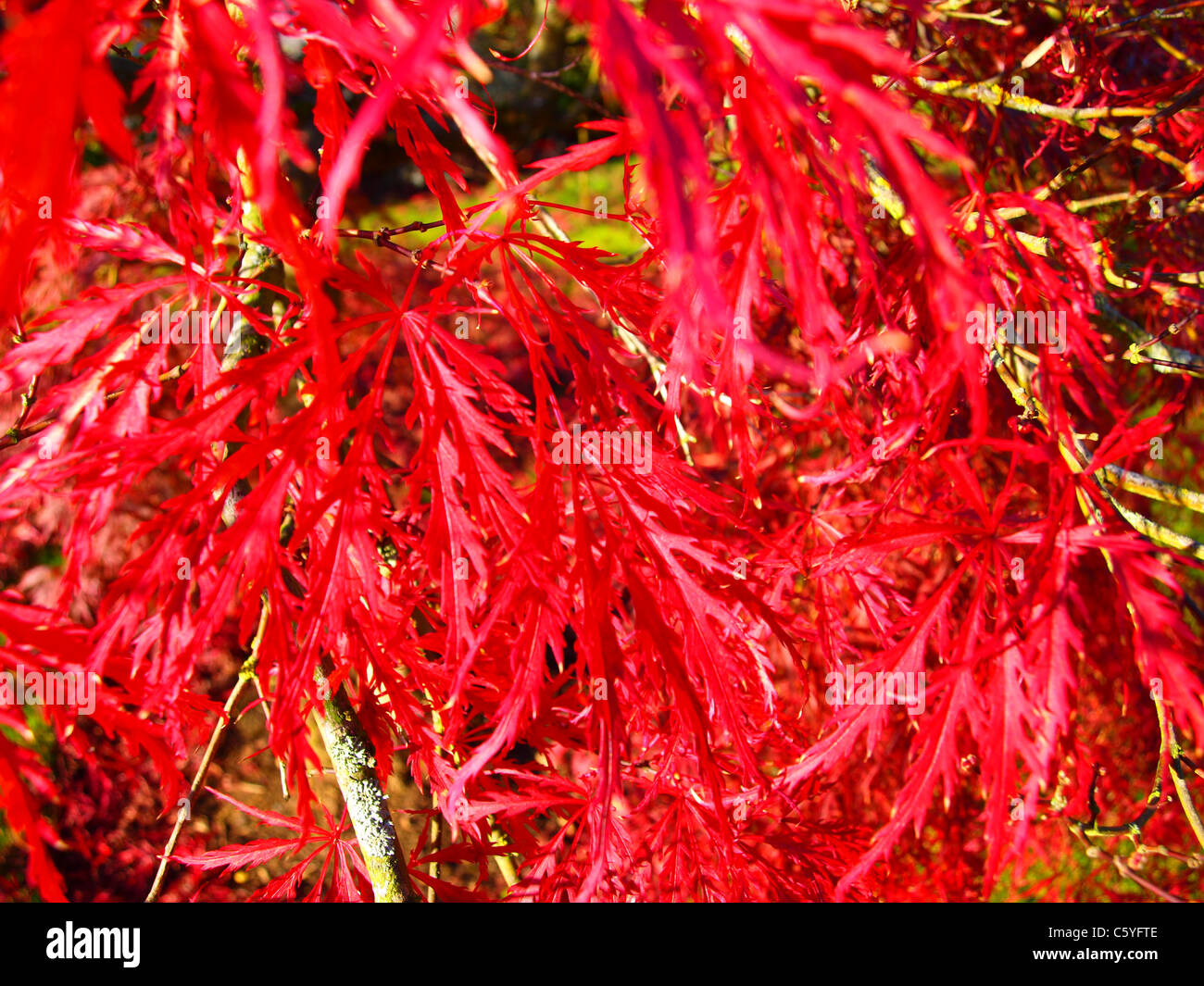 Muschio in acero rosso immagini e fotografie stock ad alta risoluzione ...