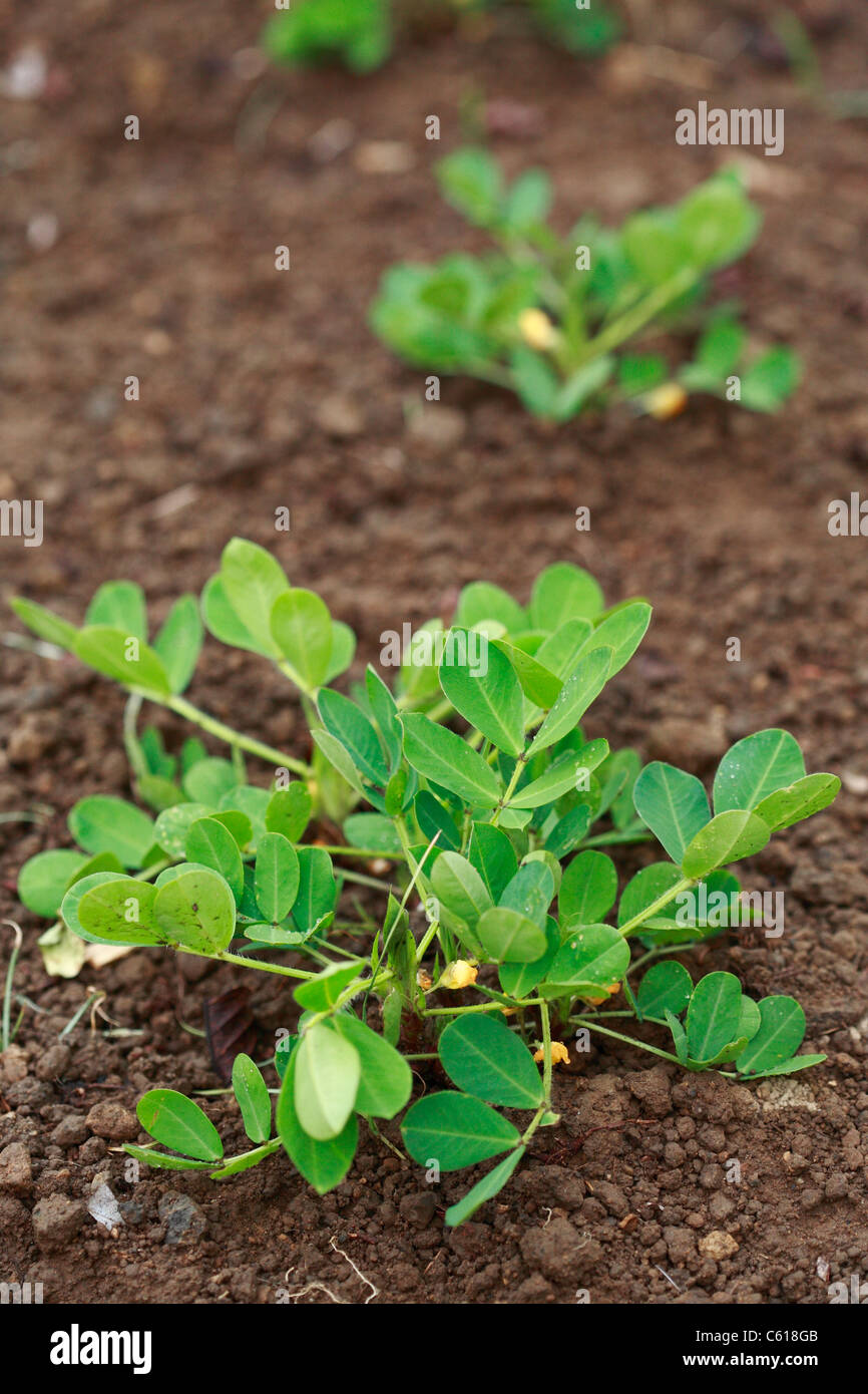 Pianta di arachidi immagini e fotografie stock ad alta risoluzione - Alamy