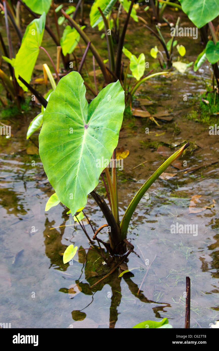 Pianta di taro immagini e fotografie stock ad alta risoluzione - Alamy
