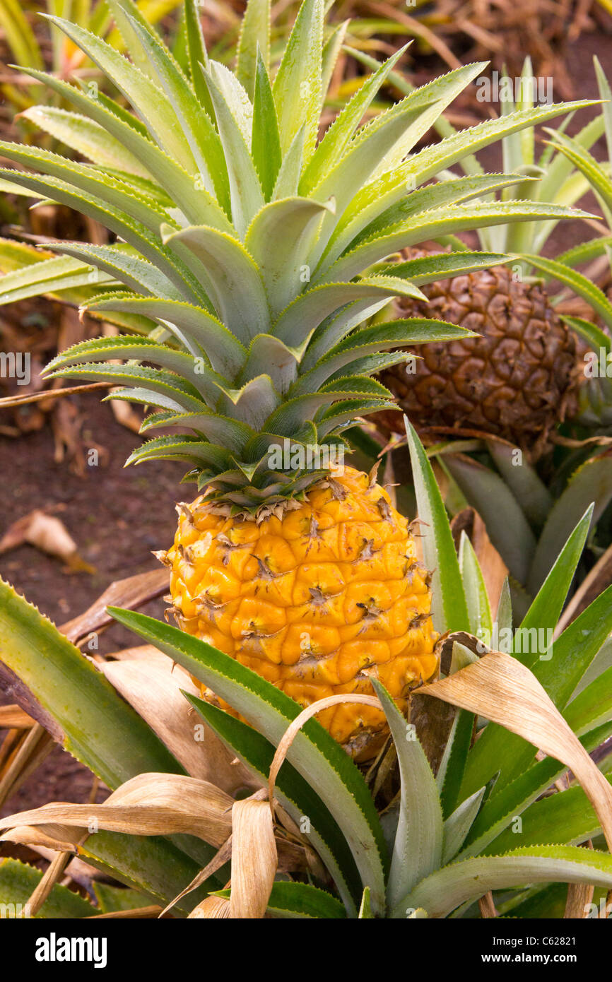 Pianta di ananas immagini e fotografie stock ad alta risoluzione - Alamy