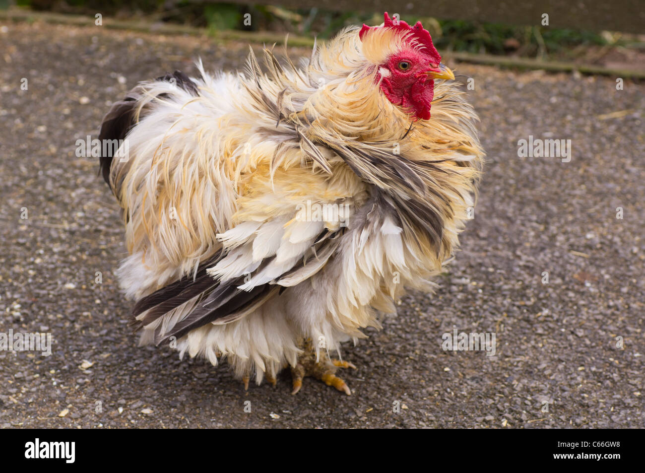 Frizzle breed immagini e fotografie stock ad alta risoluzione - Alamy