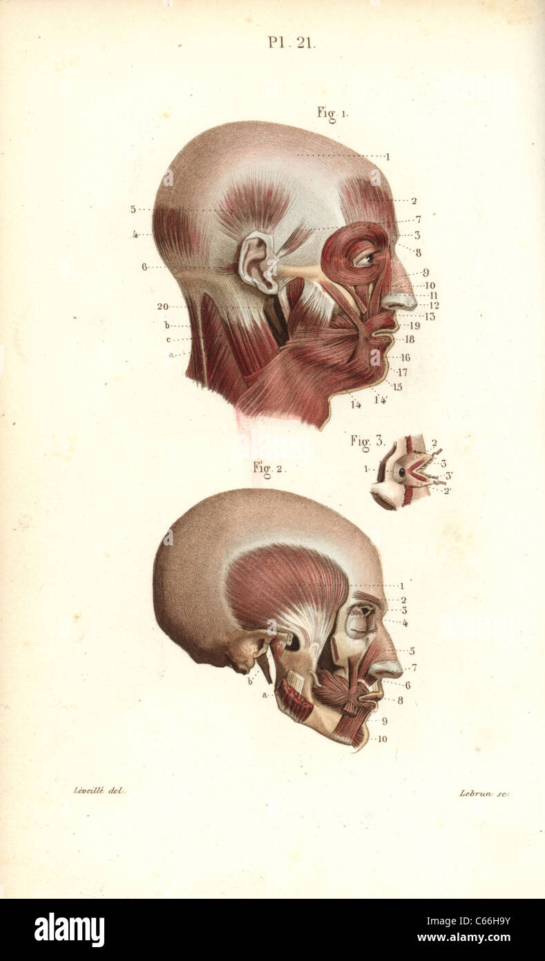 Anatomia del cranio miologia immagini e fotografie stock ad alta ...