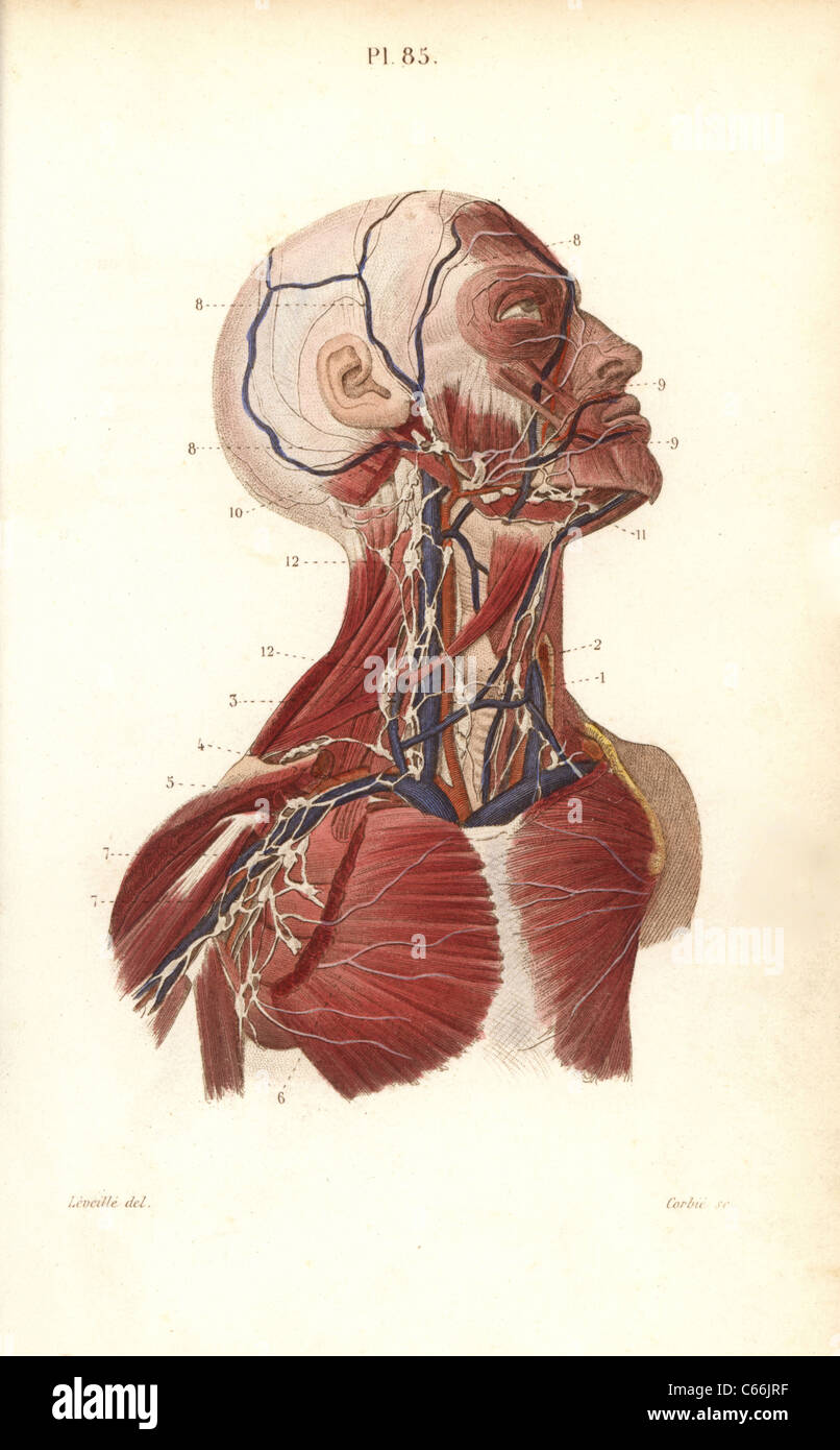 Linfonodi head neck immagini e fotografie stock ad alta risoluzione - Alamy