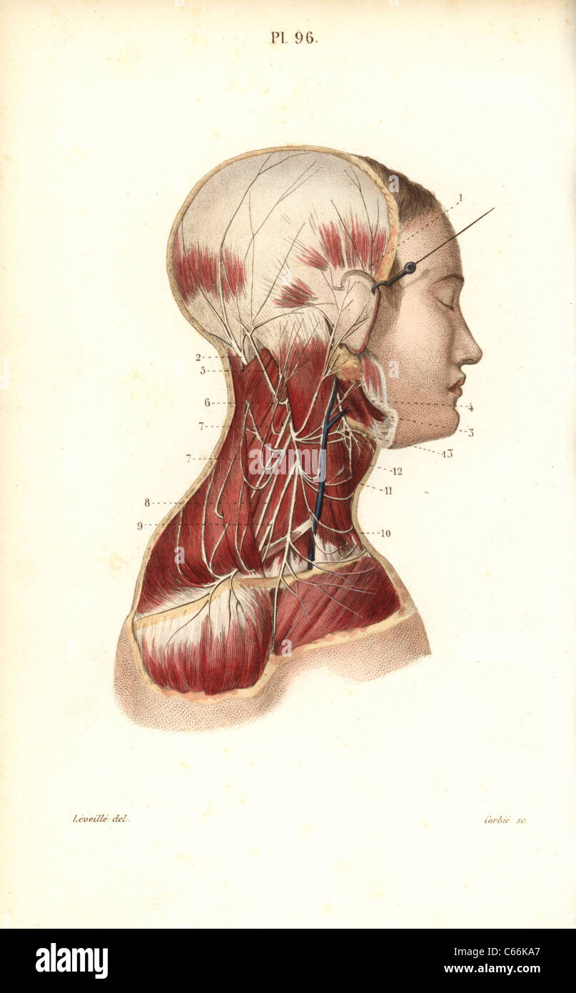 Cervical plexus immagini e fotografie stock ad alta risoluzione - Alamy