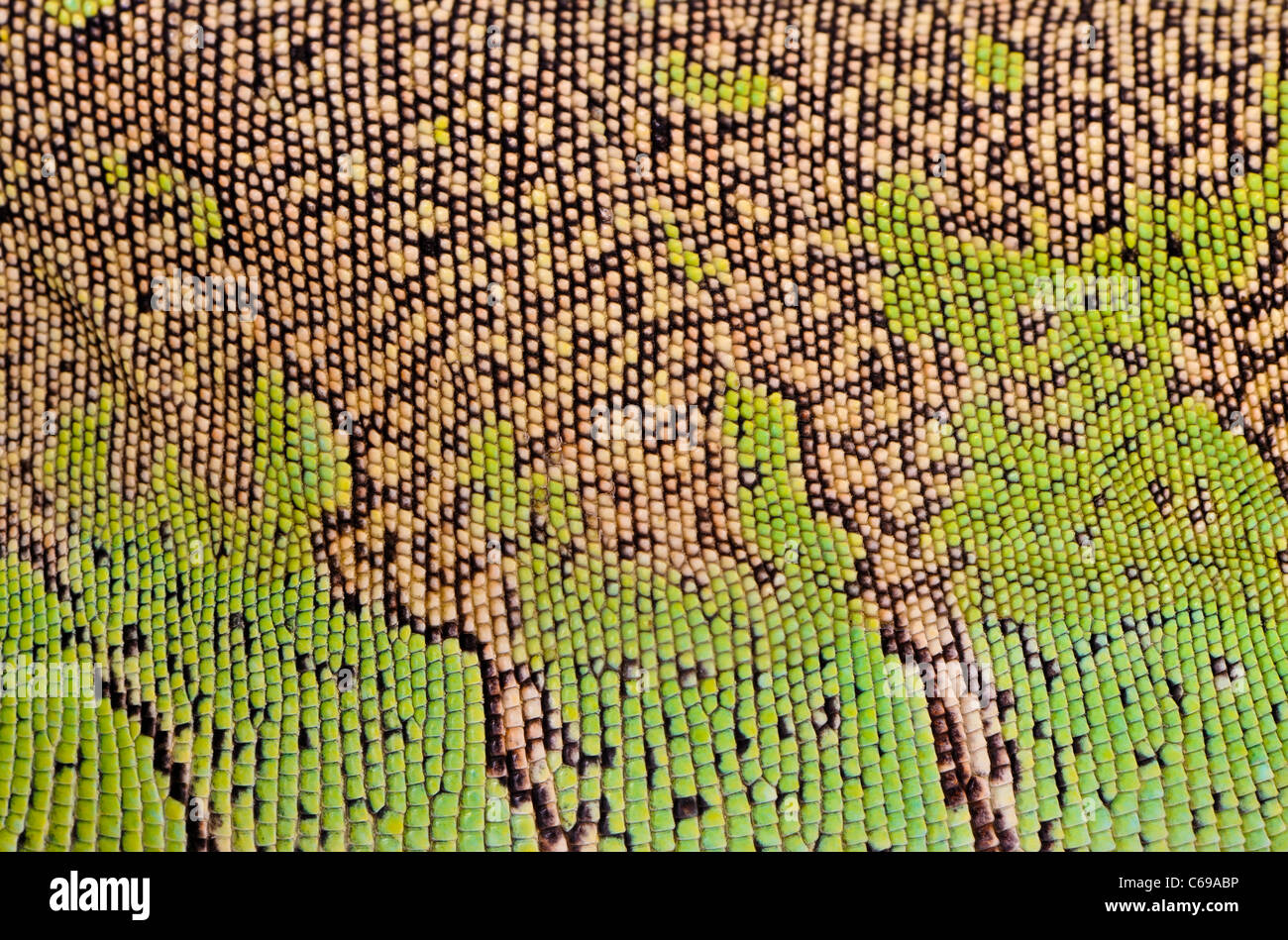 Iguana skin texture Immagini e Fotos Stock - Alamy