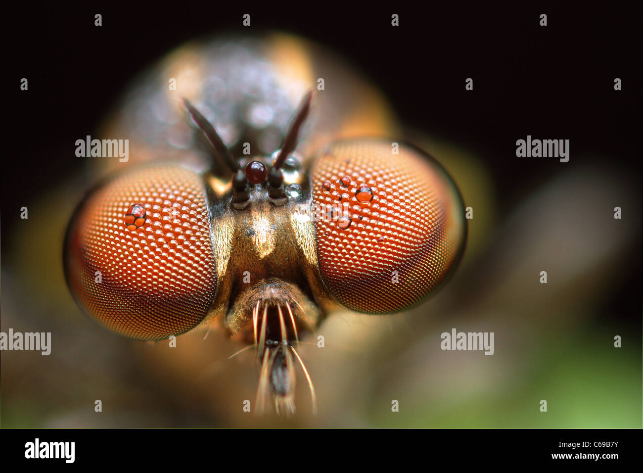 Mosca insetto immagini e fotografie stock ad alta risoluzione - Alamy