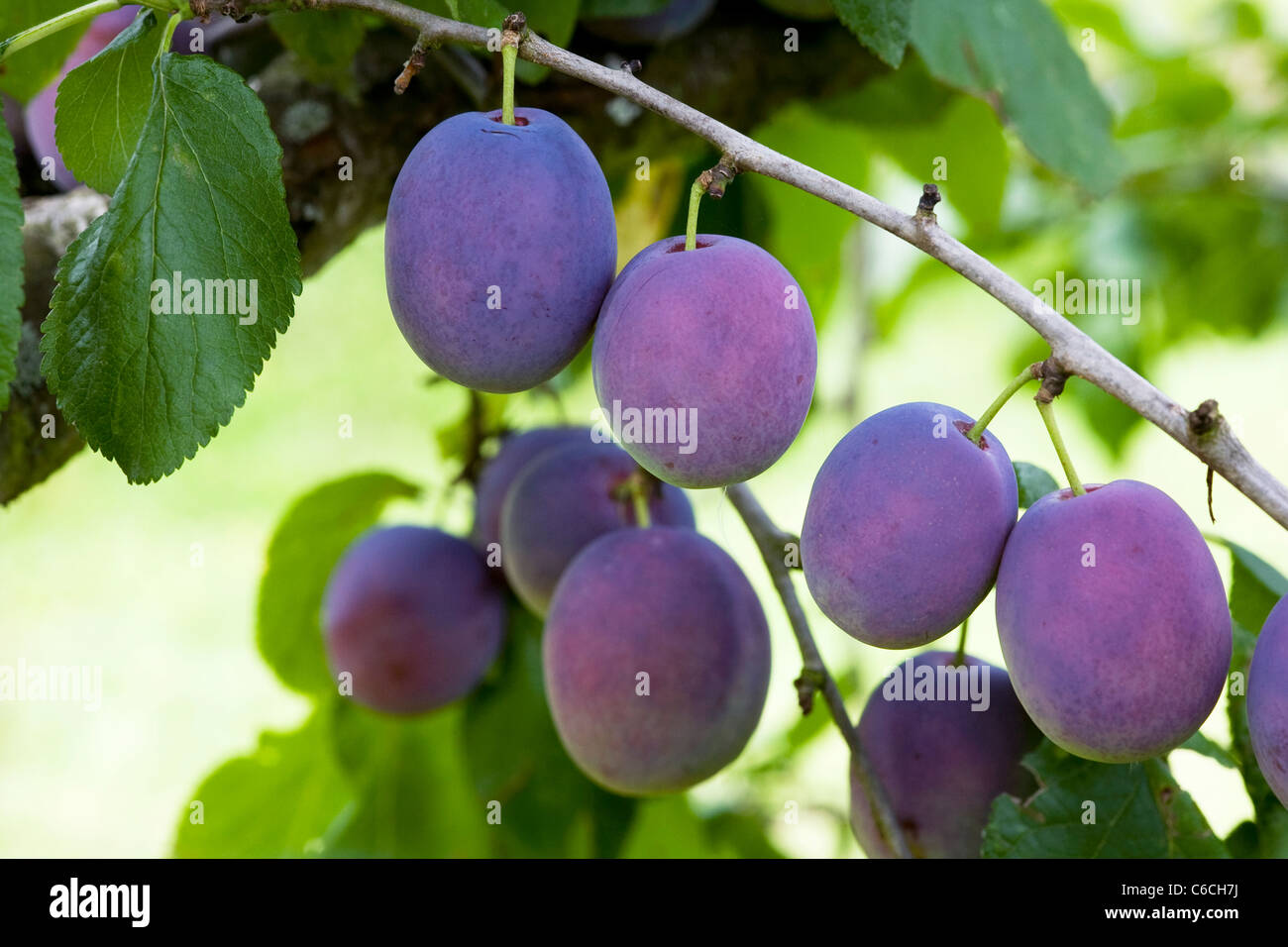 Piantina di prunus domestica marjories immagini e fotografie stock ad ...