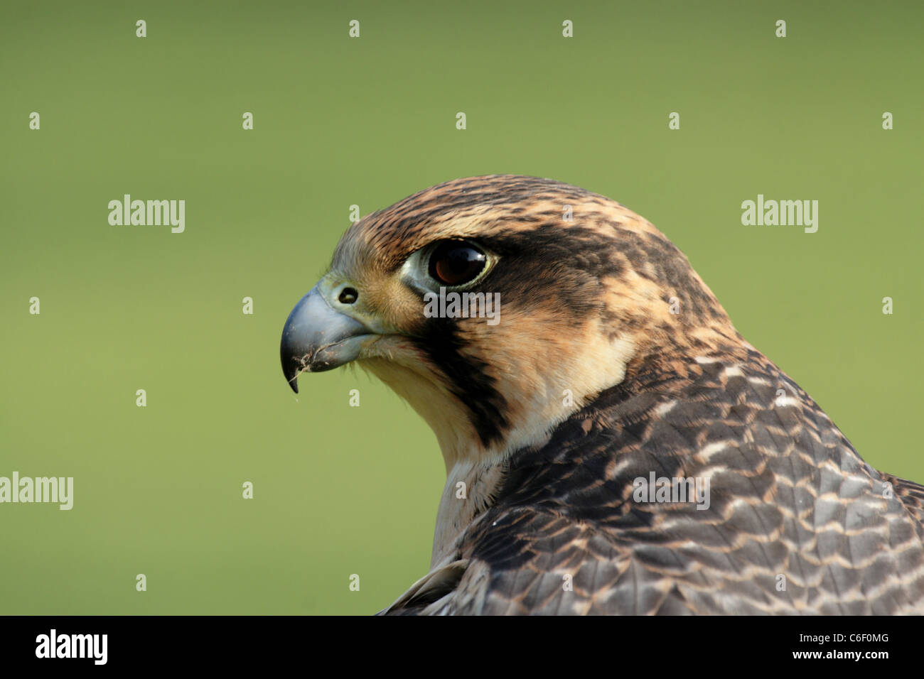 Un falco pellegrino peregrino immagini e fotografie stock ad alta ...