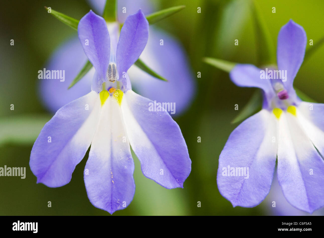 Lobelia erinus. Chiusura del fiore del trailing lobelia, mostrando un ...