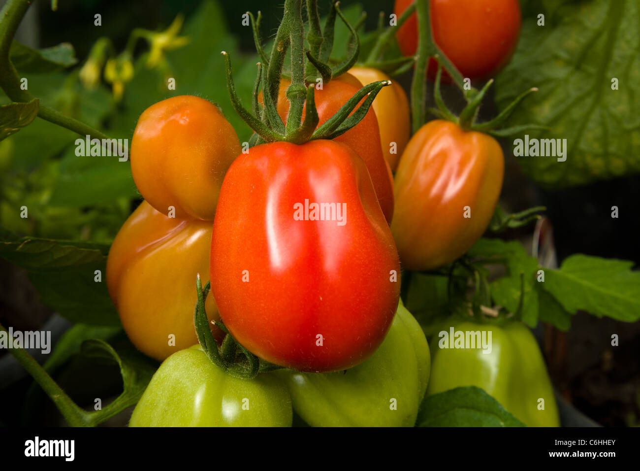 Frutta roma immagini e fotografie stock ad alta risoluzione - Alamy