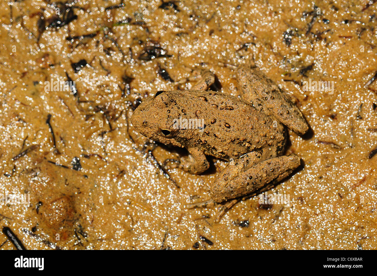 Frog rana sp immagini e fotografie stock ad alta risoluzione - Alamy
