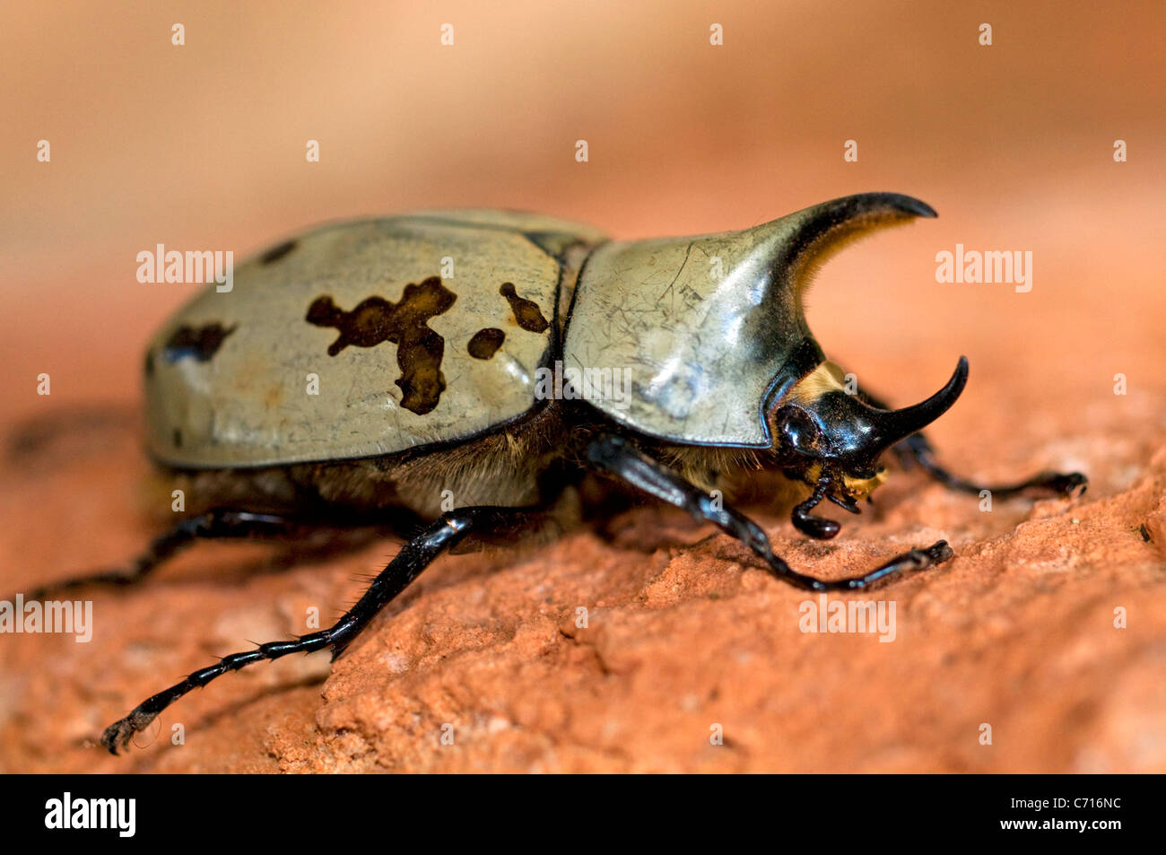 Coleotteri dalle lunghe corna immagini e fotografie stock ad alta ...