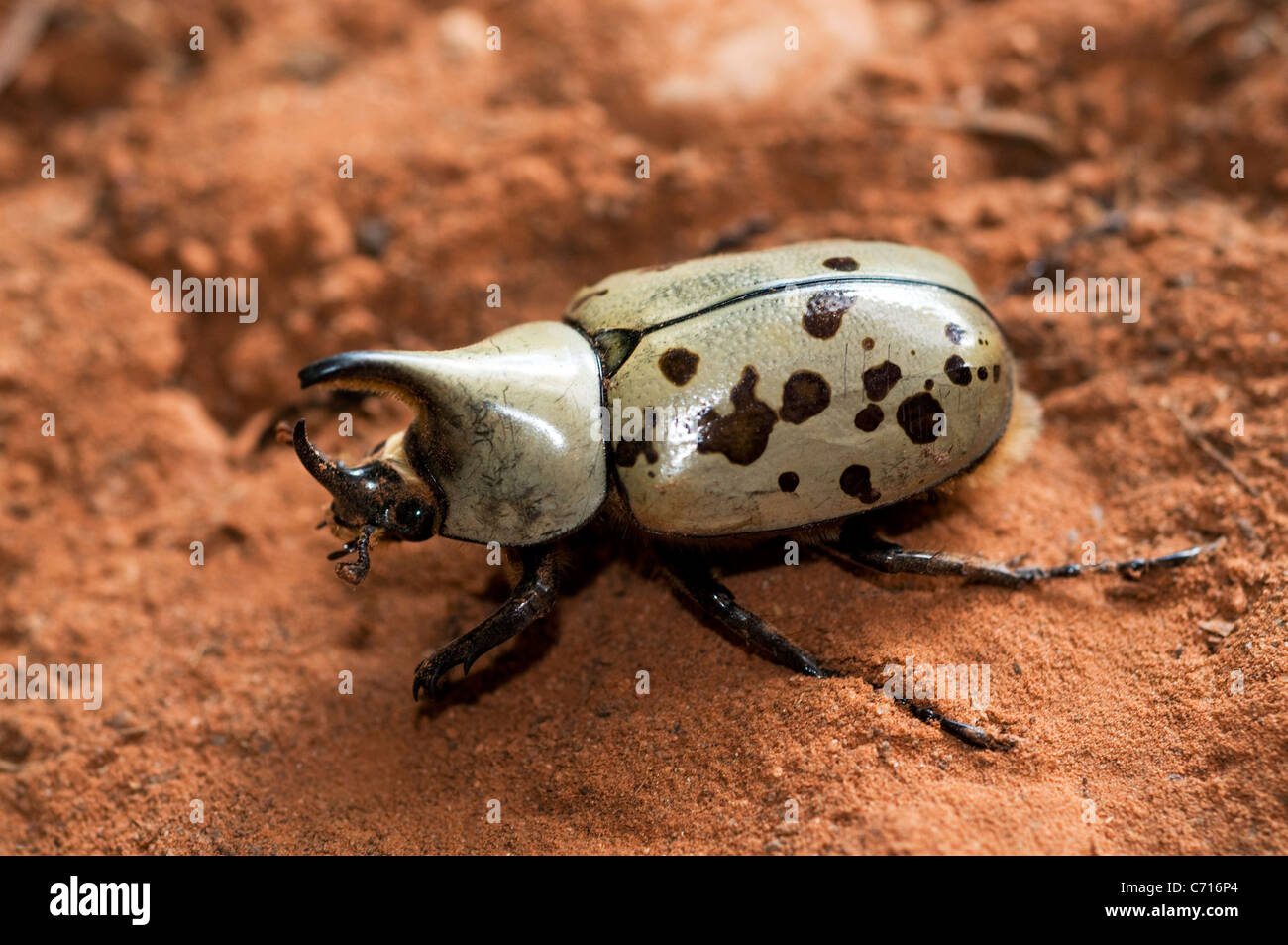 Coleotteri dalle lunghe corna immagini e fotografie stock ad alta ...