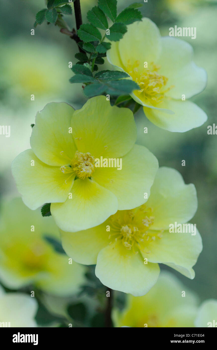 Uccello canarino immagini e fotografie stock ad alta risoluzione - Alamy