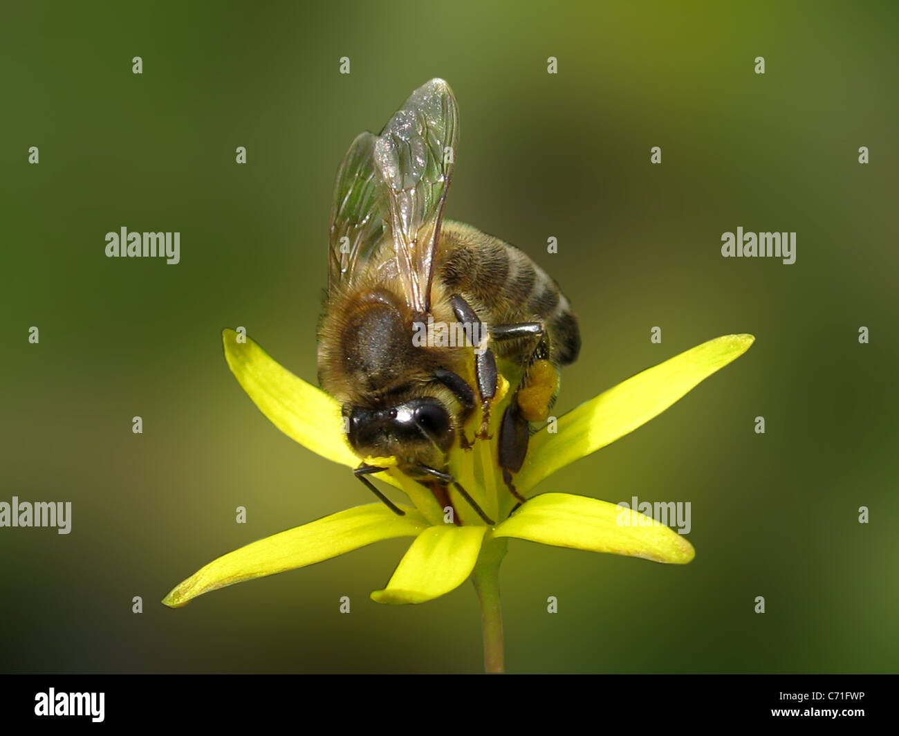 Ape insetto immagini e fotografie stock ad alta risoluzione - Alamy