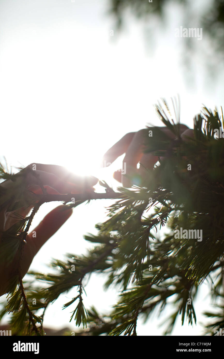Sagoma di rami di albero immagini e fotografie stock ad alta ...