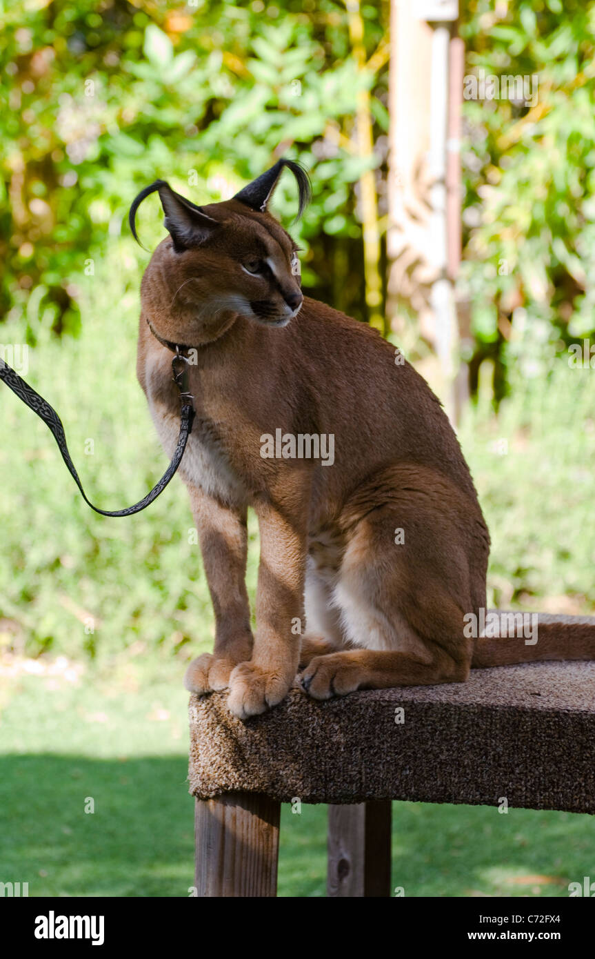 Lince africana immagini e fotografie stock ad alta risoluzione - Alamy