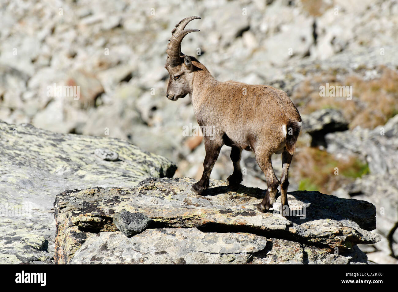 Fauna alpina immagini e fotografie stock ad alta risoluzione - Alamy