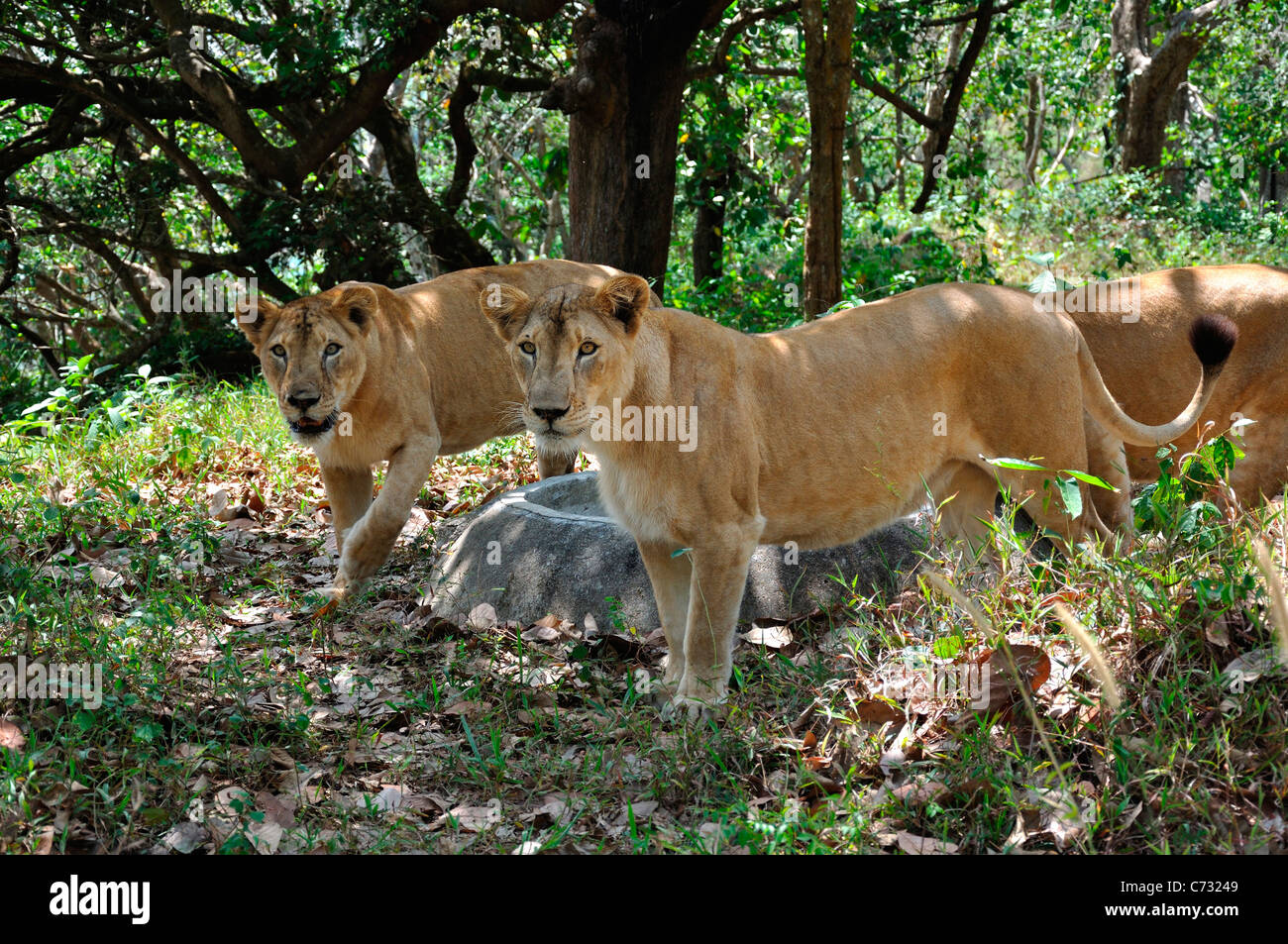 Leoni feroci immagini e fotografie stock ad alta risoluzione - Alamy