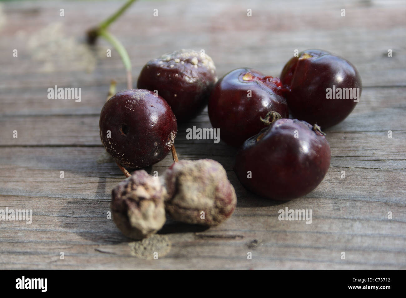 Malattia fungina immagini e fotografie stock ad alta risoluzione ...