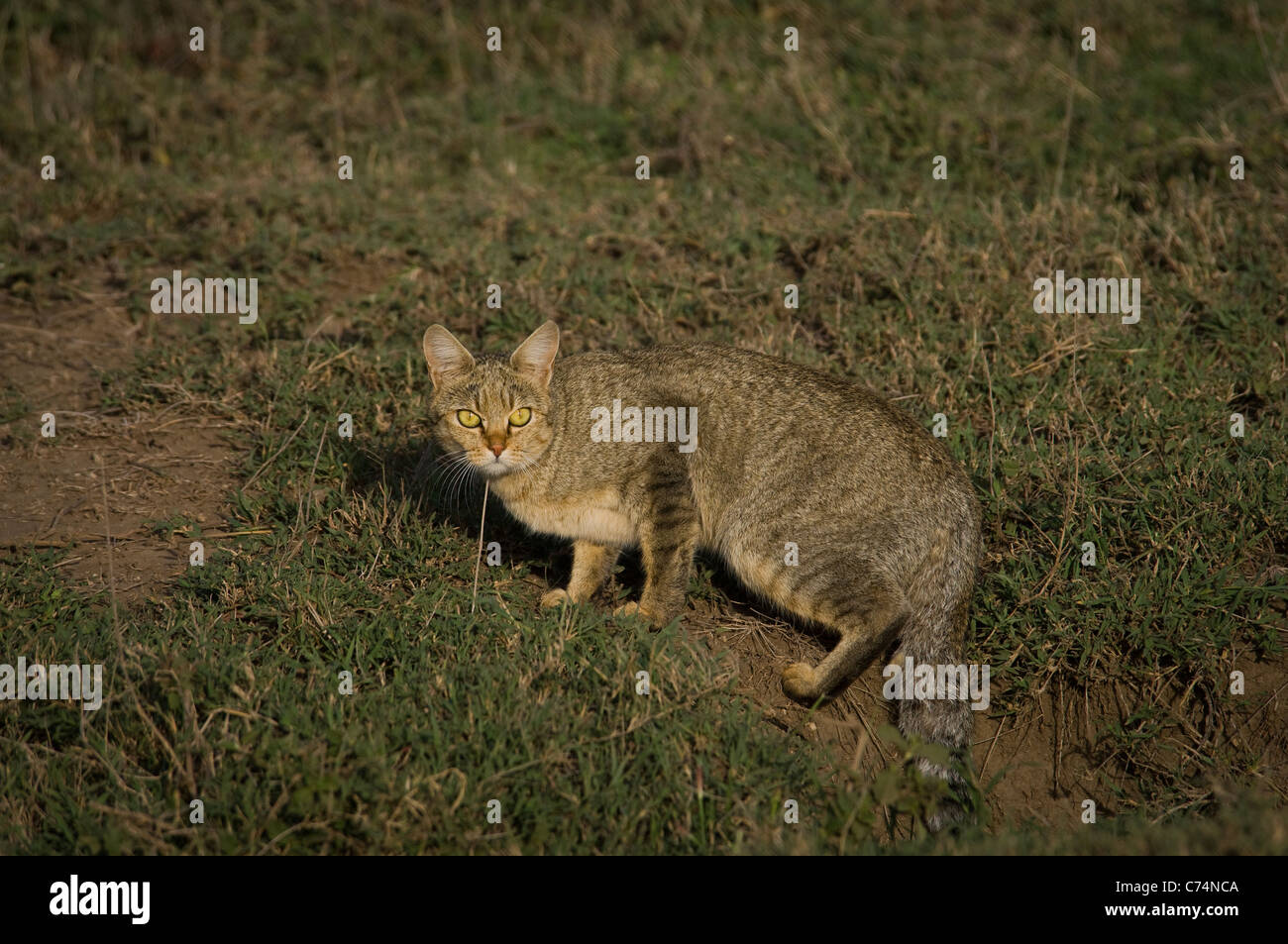 Gatto selvatico africano immagini e fotografie stock ad alta ...