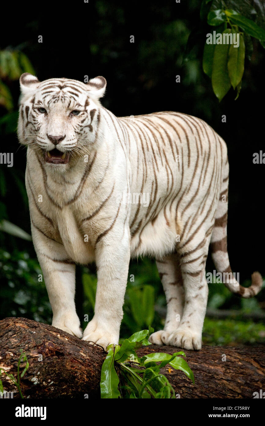 Tigre Nel Giardino Zoologico Immagini e Fotos Stock - Alamy