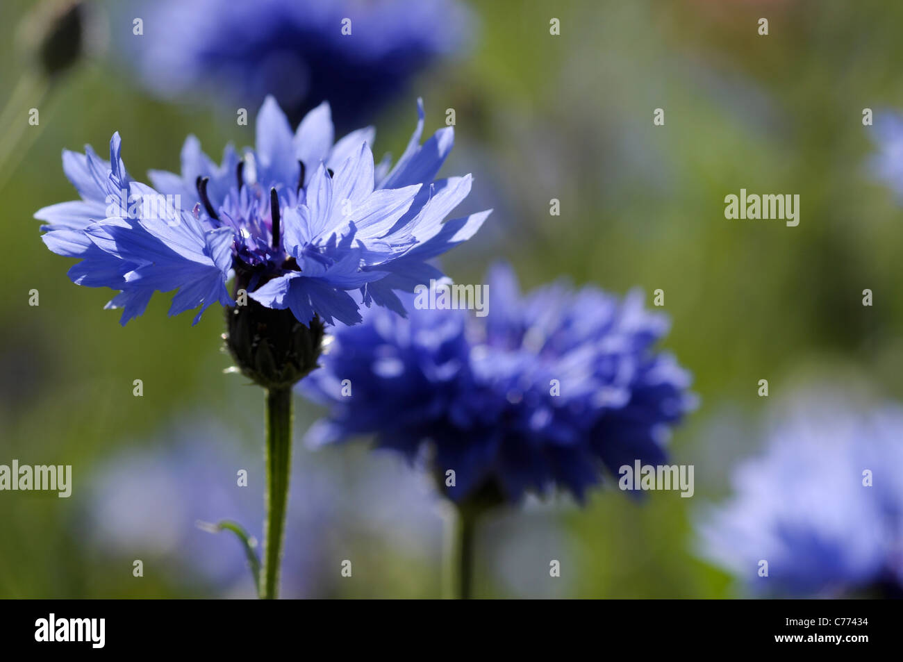 Campo di grano con fiordaliso immagini e fotografie stock ad alta ...