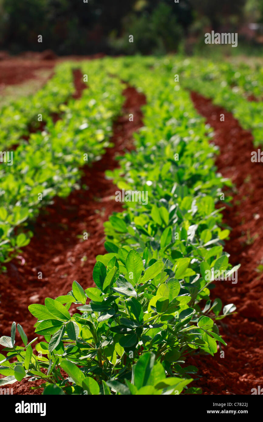 Impianto di arachidi immagini e fotografie stock ad alta risoluzione ...