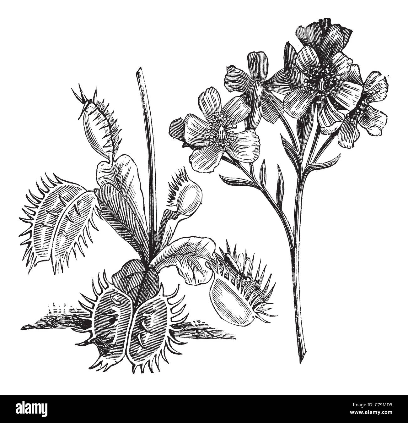 Venus flytrap illustration immagini e fotografie stock ad alta ...