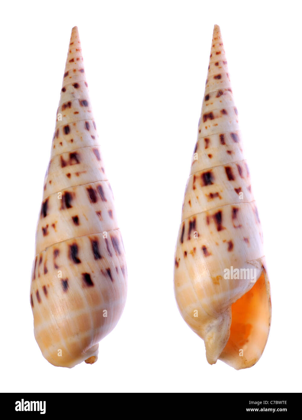 Terebra maculata immagini e fotografie stock ad alta risoluzione - Alamy