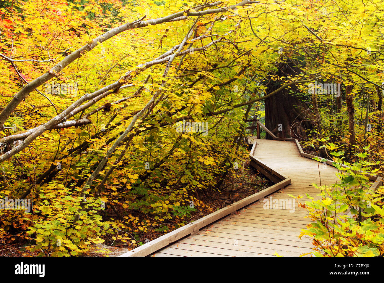 Vite colorata immagini e fotografie stock ad alta risoluzione - Alamy