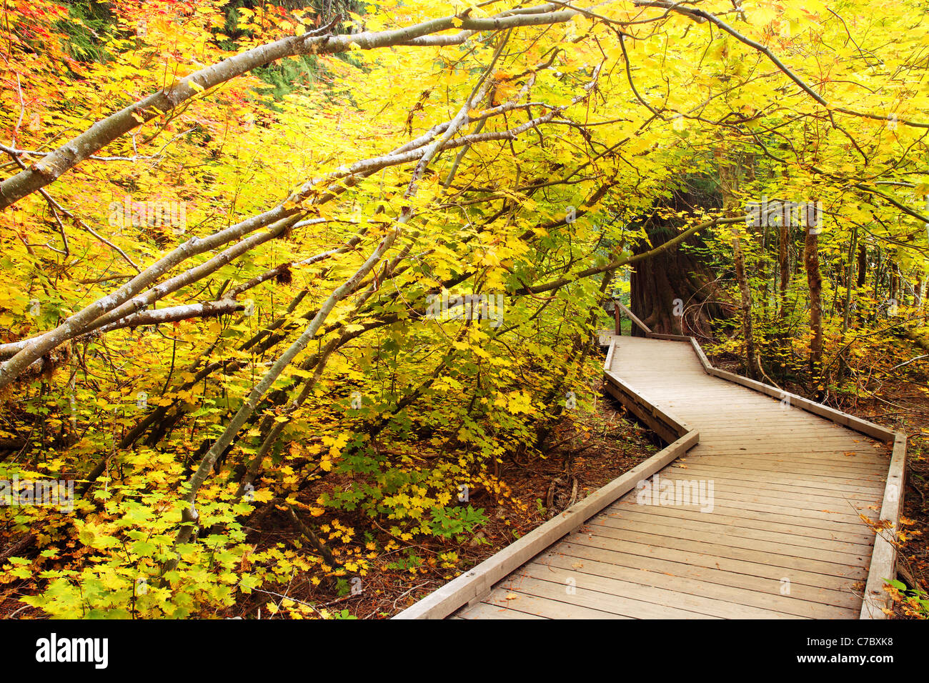 Vite colorata immagini e fotografie stock ad alta risoluzione - Alamy