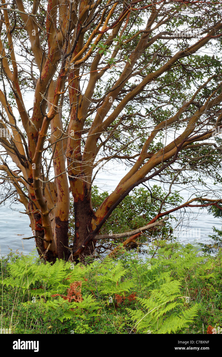 Albero madrone pacifico immagini e fotografie stock ad alta risoluzione ...
