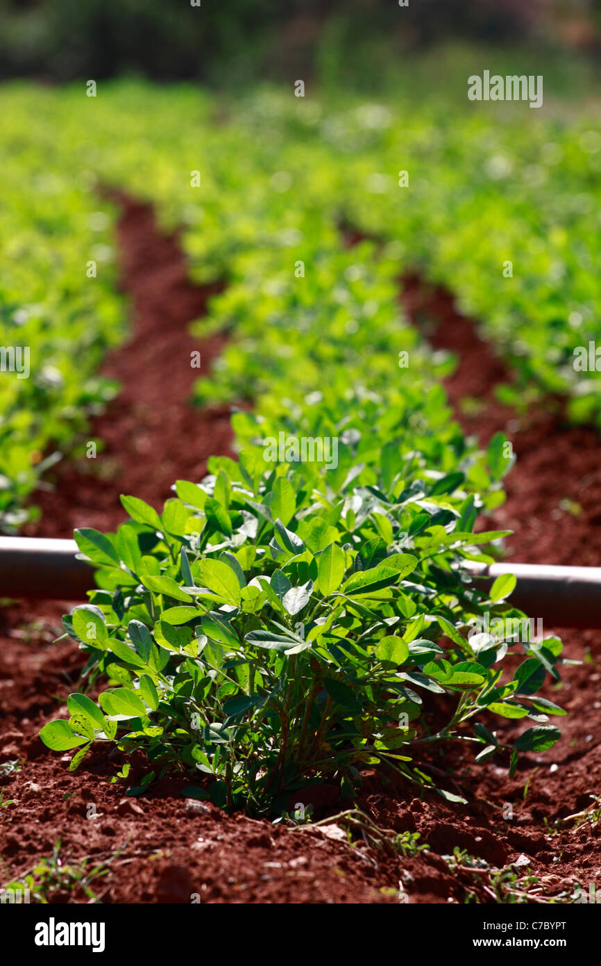 Pianta di arachidi immagini e fotografie stock ad alta risoluzione - Alamy
