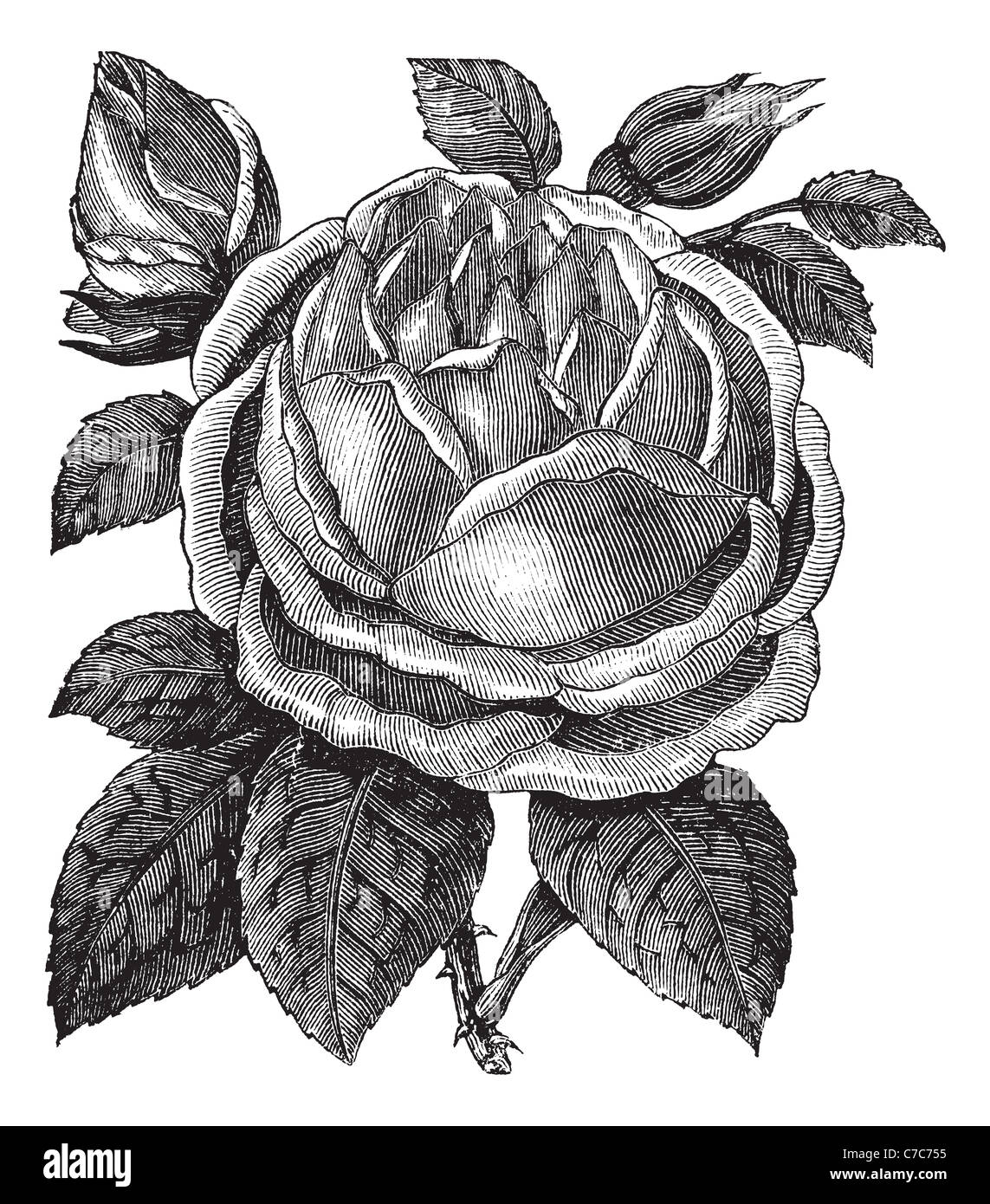 Rose nocciola o Rosa noisettiana, vintage incisione. Vecchie ...