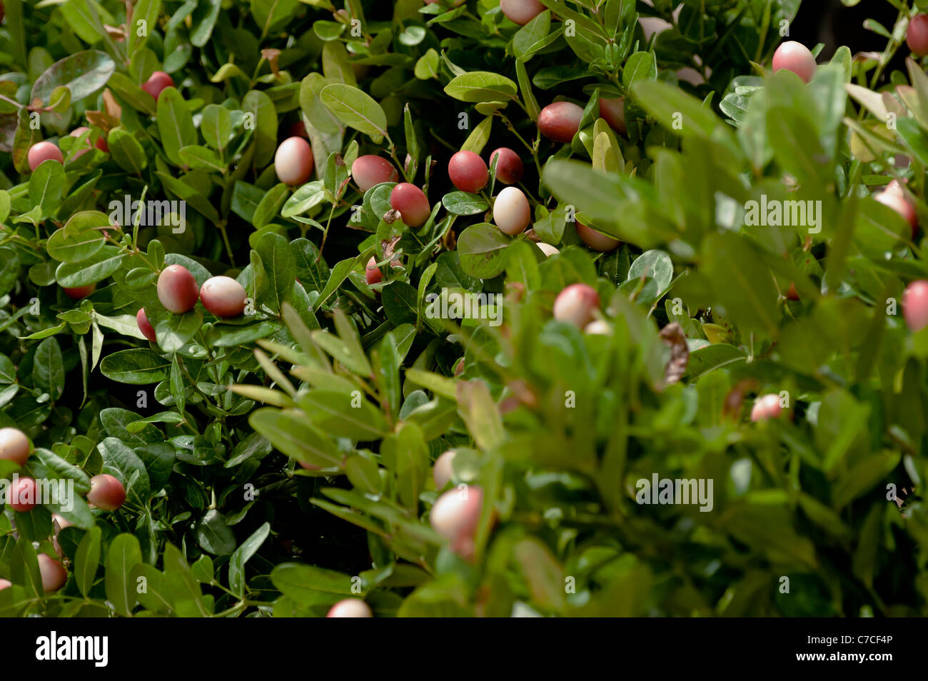 India monsoon immagini e fotografie stock ad alta risoluzione - Alamy
