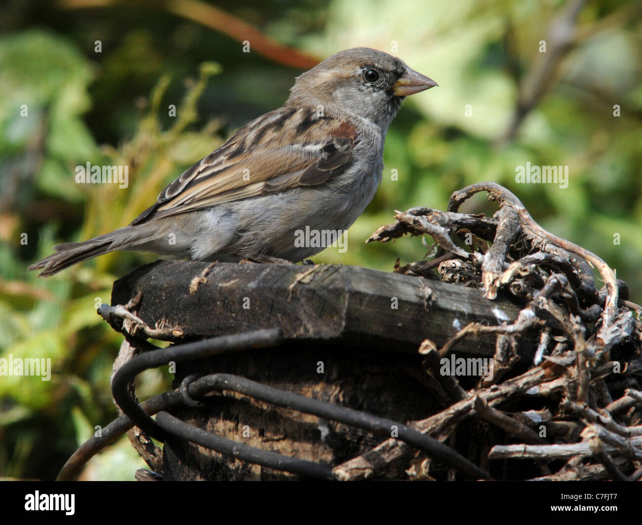 Nido di passero immagini e fotografie stock ad alta risoluzione - Alamy