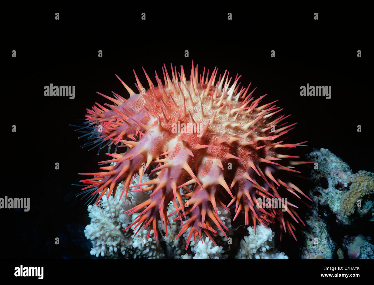 Stella marina rossa e spinosa immagini e fotografie stock ad alta ...