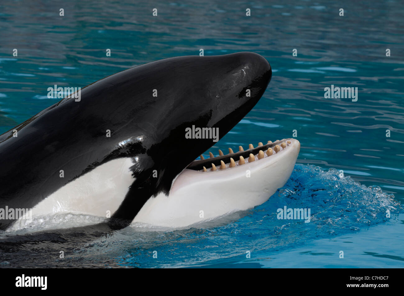 Orcinus orca mouth immagini e fotografie stock ad alta risoluzione - Alamy