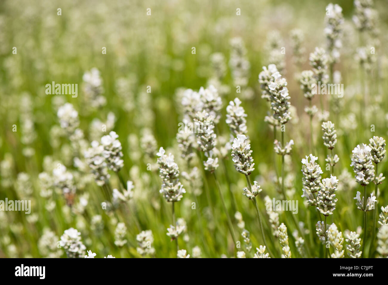 Lavandula angustifolia alba immagini e fotografie stock ad alta ...