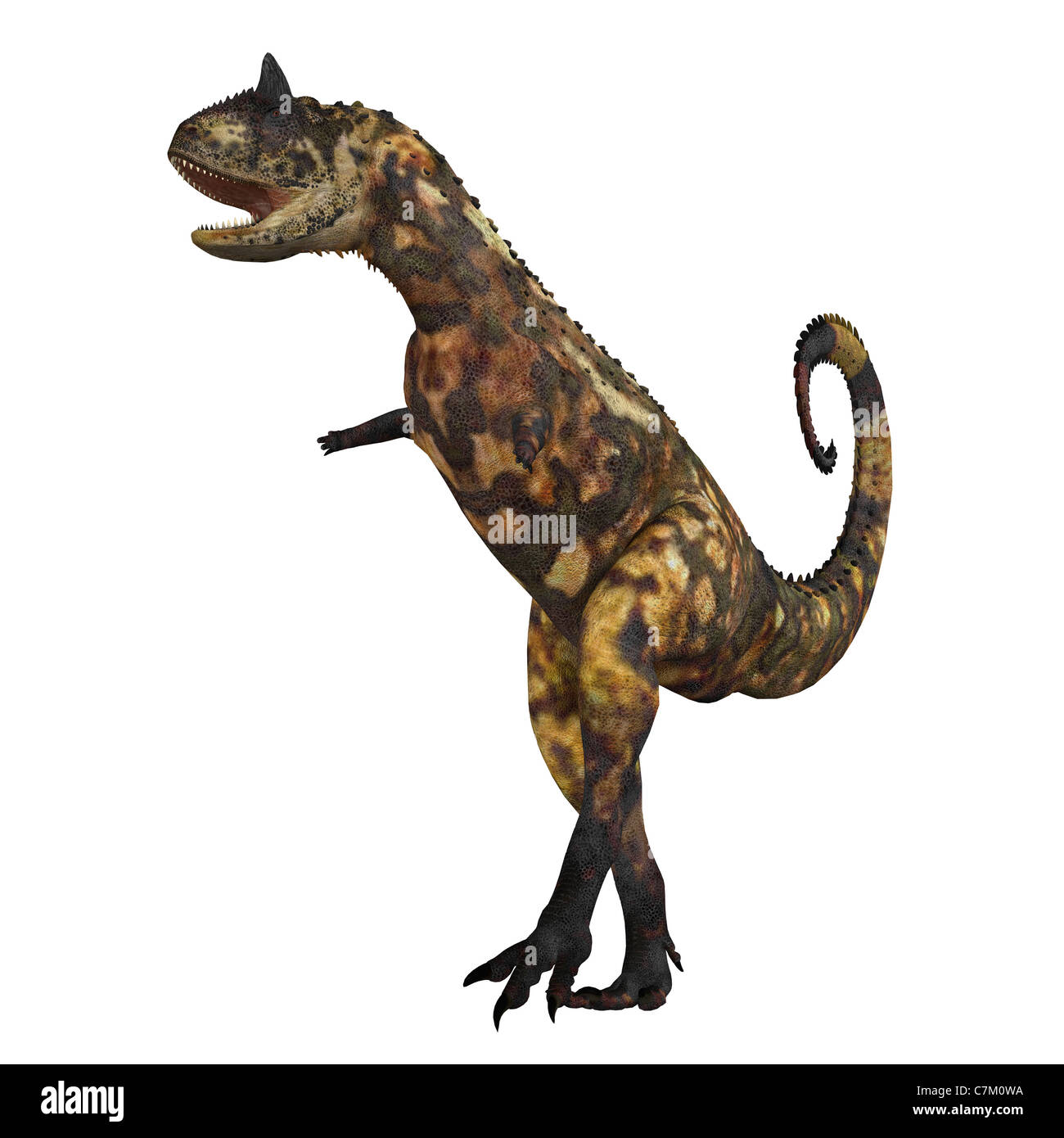Il dinosauro Carnotaurus era un grande carnivoro nel Cretaceo delle ...