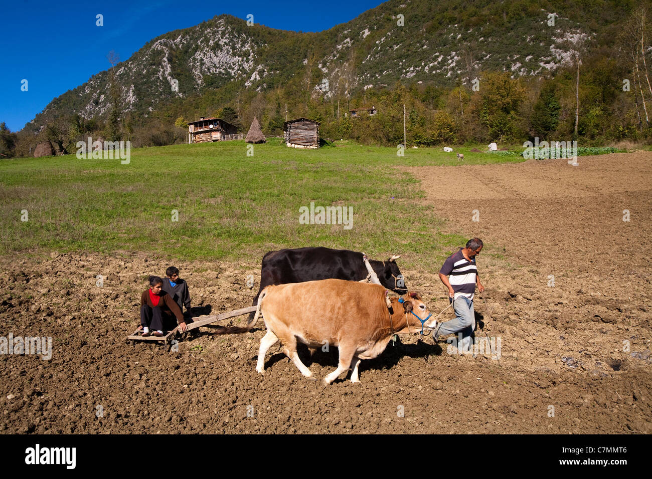 Bue di mare immagini e fotografie stock ad alta risoluzione - Alamy