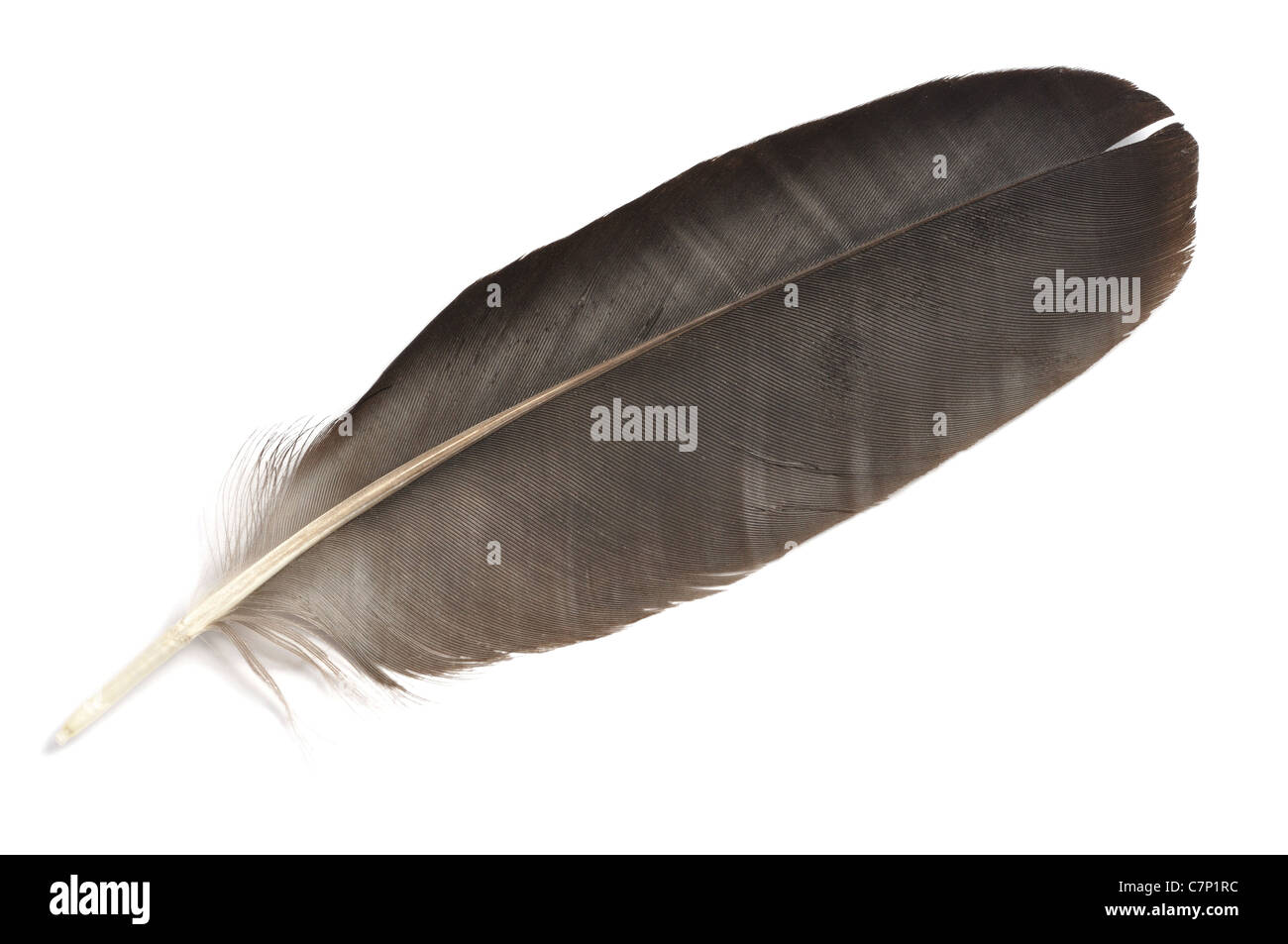 La piuma immagini e fotografie stock ad alta risoluzione - Alamy