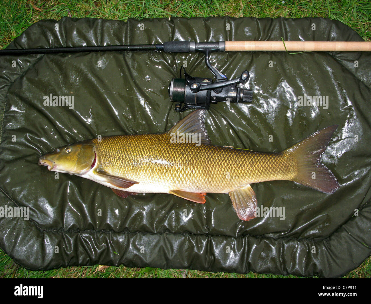 Barbel fishing immagini e fotografie stock ad alta risoluzione - Alamy