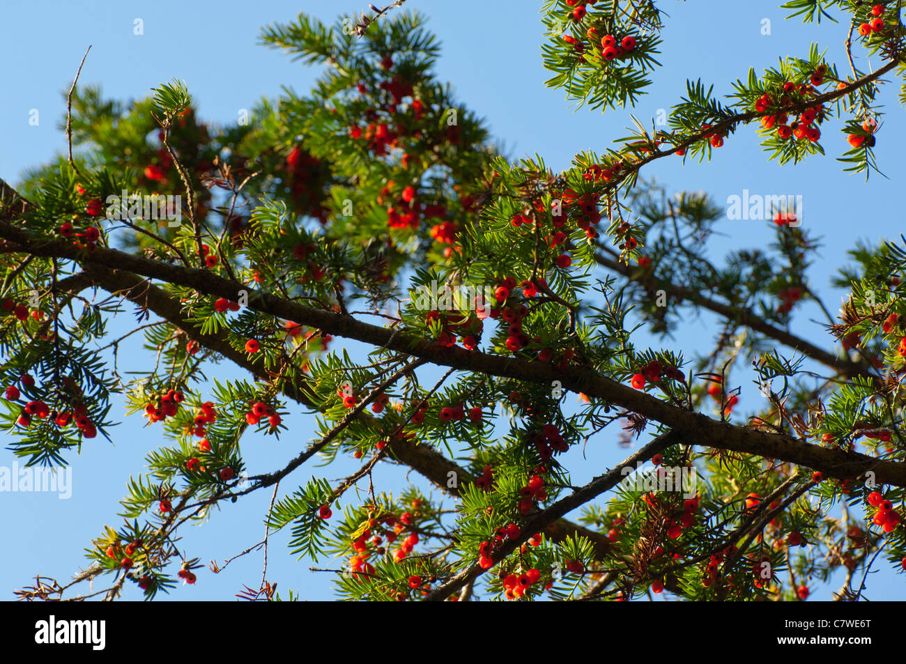 Albero di tasso immagini e fotografie stock ad alta risoluzione - Alamy